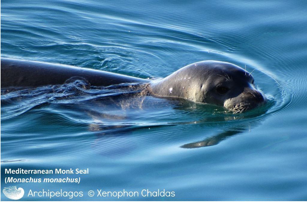 Monk Seals in North Corfu - Ionian Environment Foundation