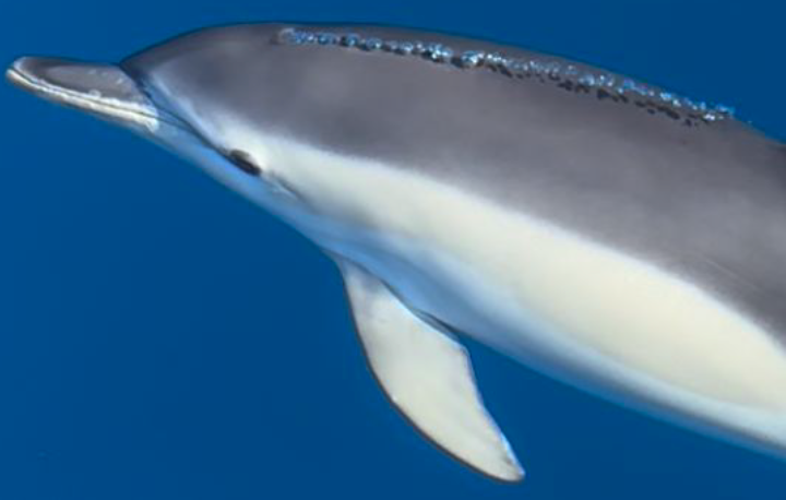 Ionian Dolphin Project - Ionian Environment Foundation